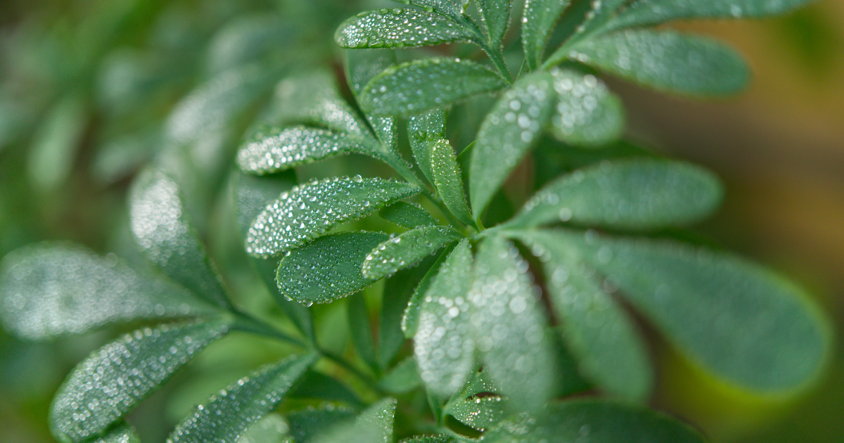Proteja seu lar contra inveja com essas duas plantas populares